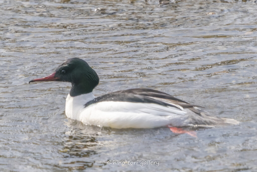 カワアイサ | hinotori-gallery